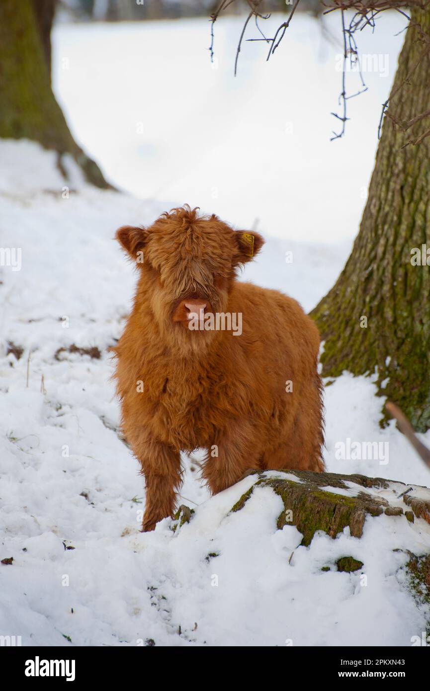 Domestic cattle, Highland cattle, calf standing in snow, Helmsley ...