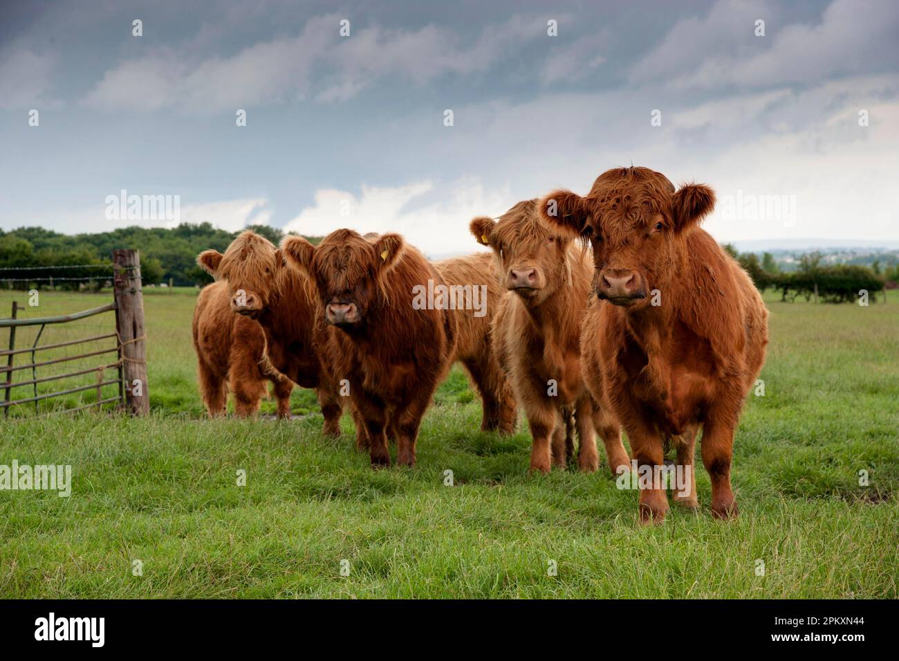 Domestic cattle, highland cattle, herd of cattle, standing on pasture ...