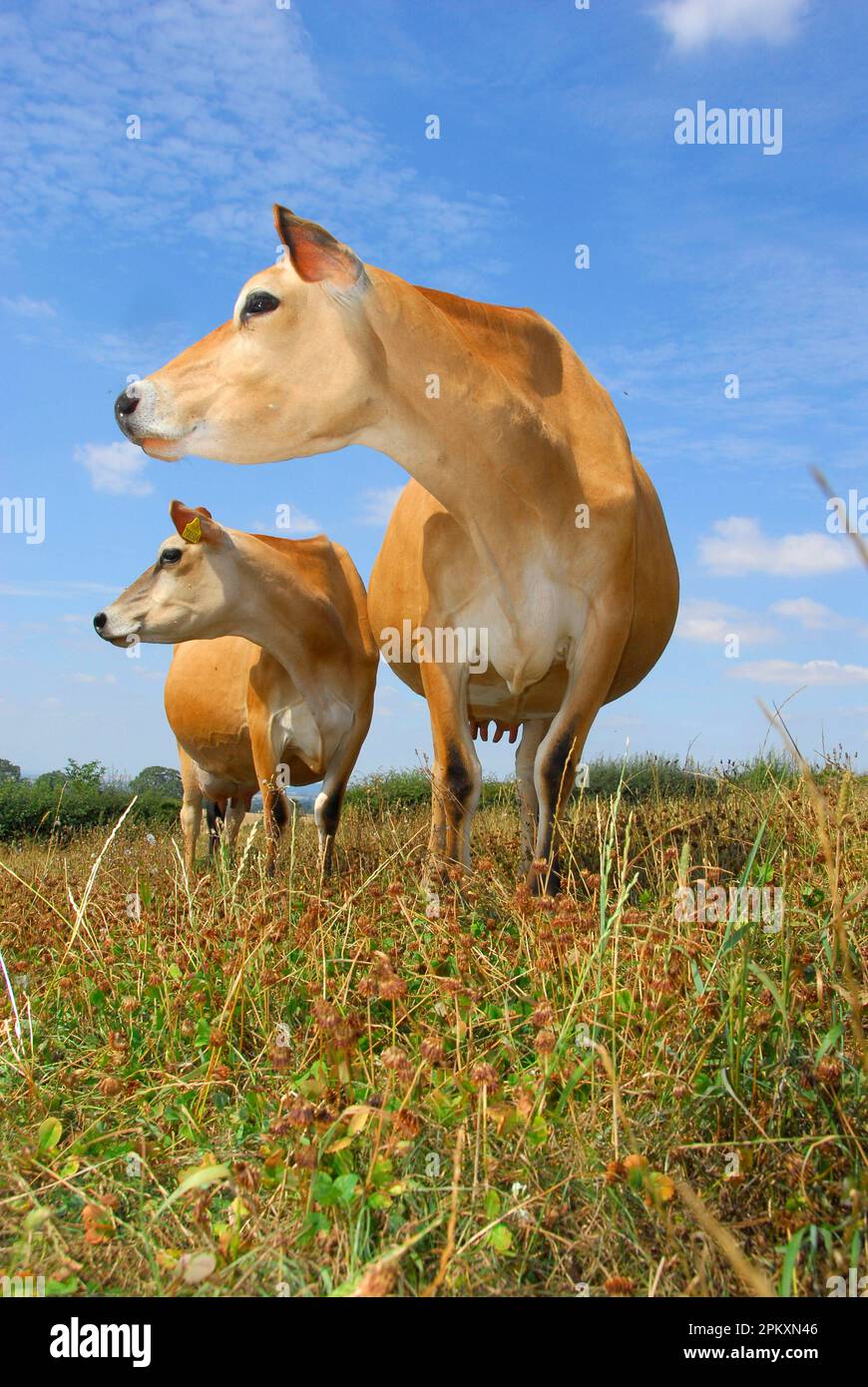 Domestic cattle, Jersey cows, two cows standing in the field ...