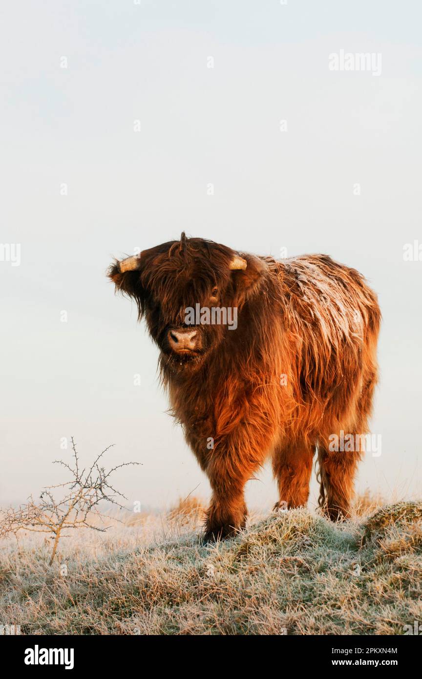 Domestic cattle, highland cattle, calf, standing on frost-covered ...