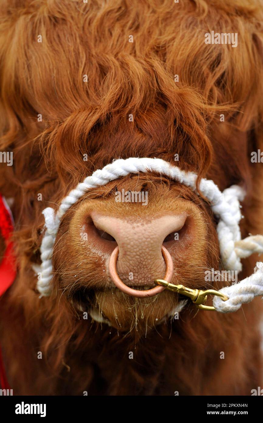 Domestic cattle, Highland cattle, bull, close-up of head, with ring ...