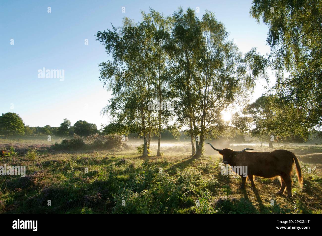 Highland cattle, cow, backlit, standing at dawn in lowland heathland ...