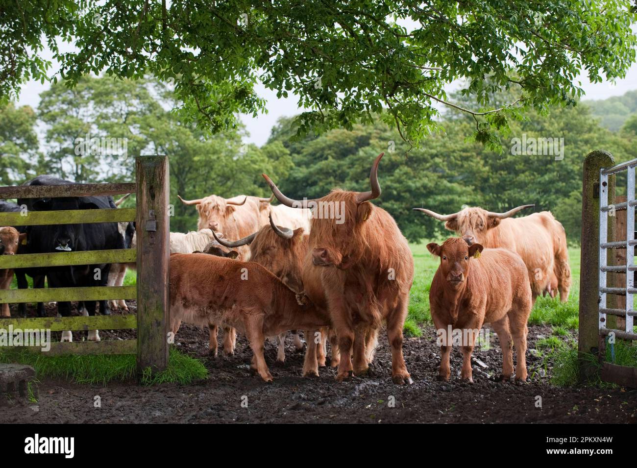 Domestic cattle, highland cattle, cows with crossbred calves, herd ...