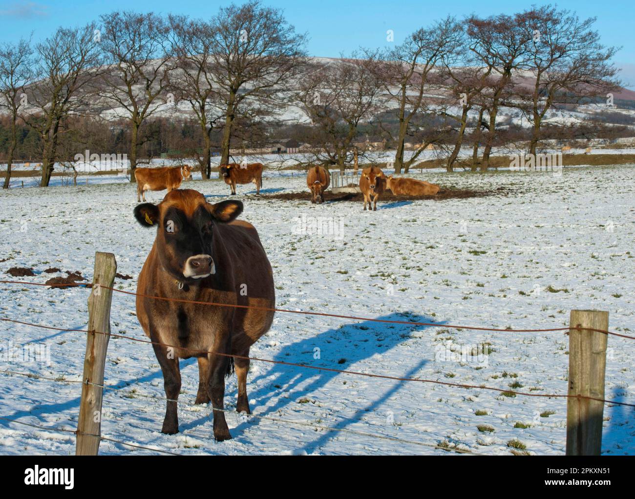 Domestic cattle, Jersey cows, herd standing on snow-covered pasture ...