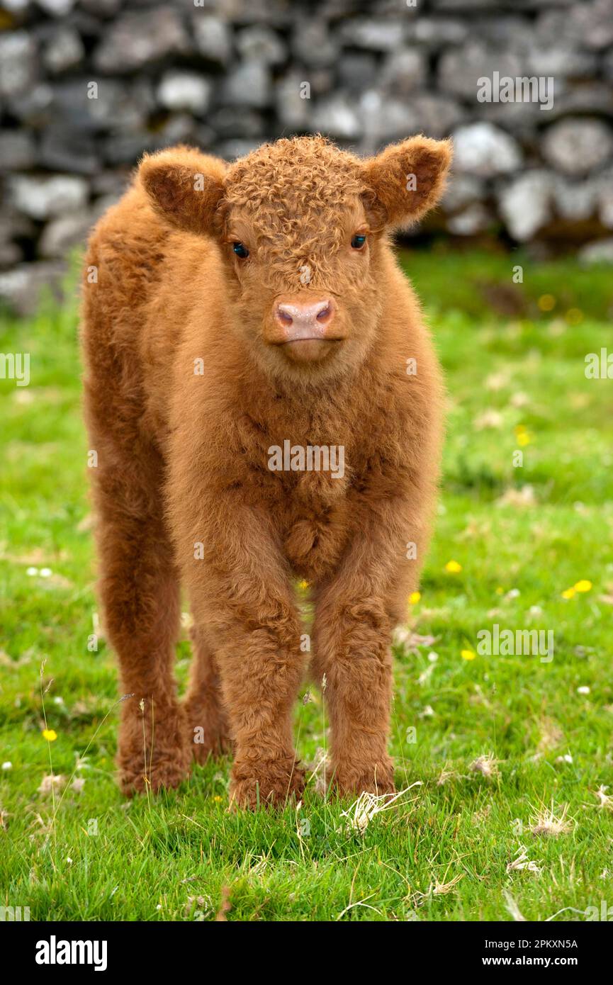 Domestic cattle, Highland cattle, calf, standing on moorland next to ...