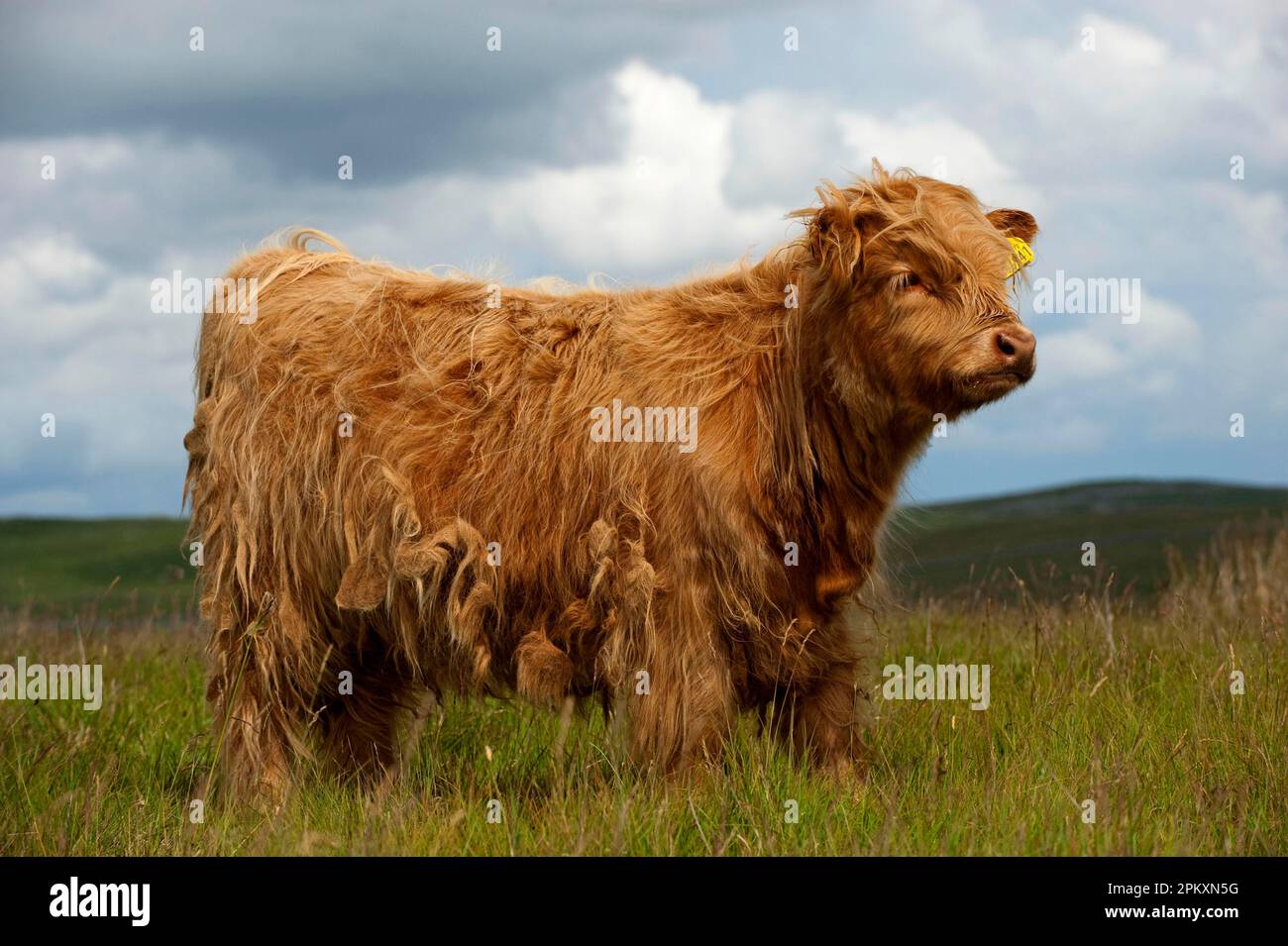 Domestic cattle, highland cattle, calf, standing on moorland, England ...
