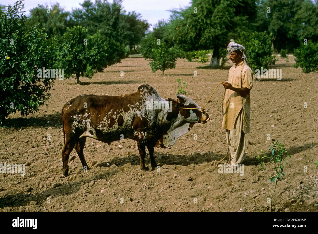 Lohani cattle, man with led bull, Jaba, Pakistan Stock Photo - Alamy
