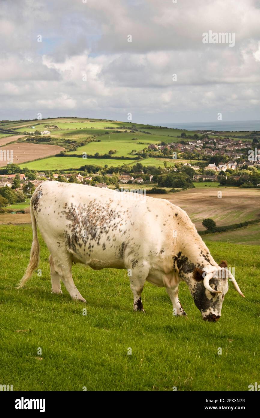 Domestic cattle, longhorn cattle, grazing on pasture, Dorset, England ...
