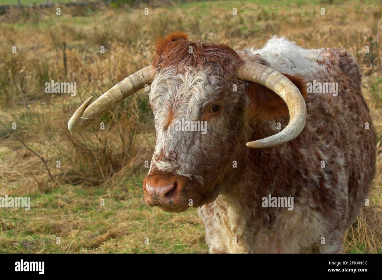 Close up shot longhorn cow hi-res stock photography and images - Alamy