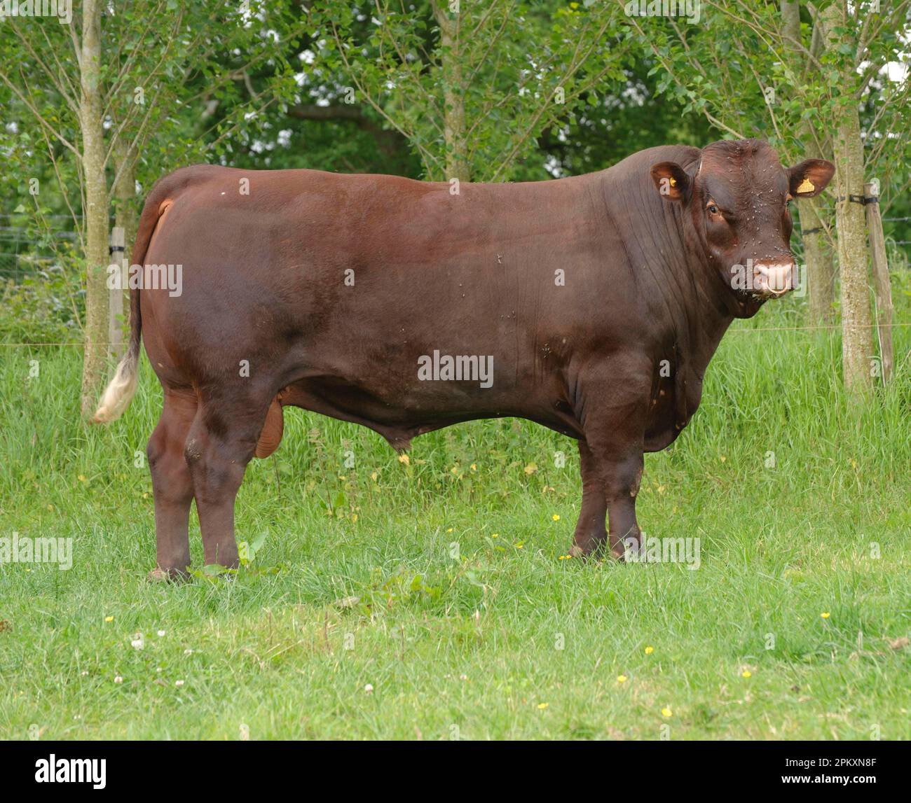 Domestic cattle in england hi-res stock photography and images - Alamy