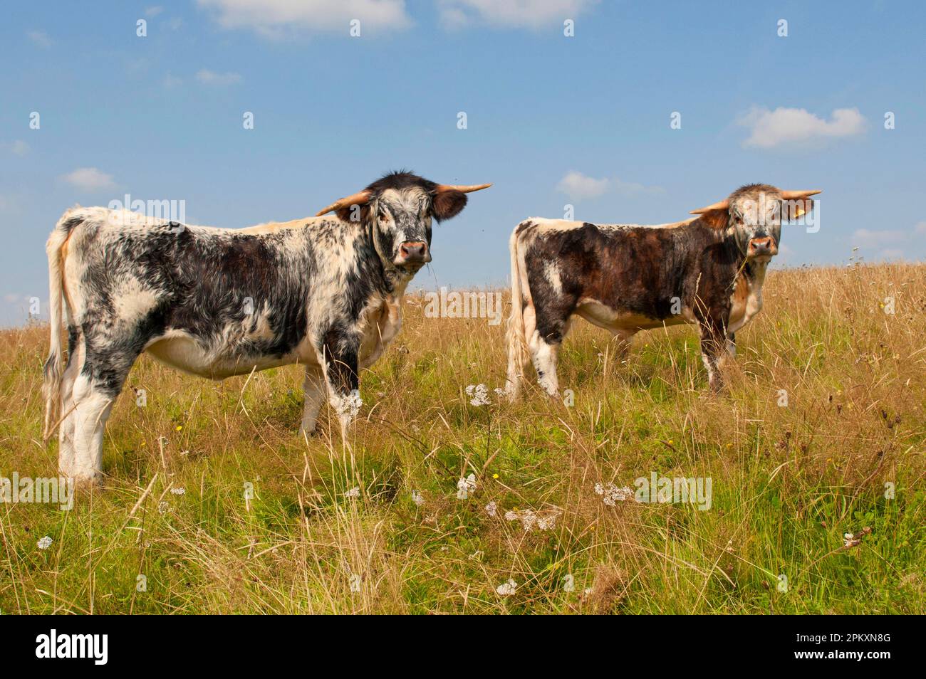 Domestic Cattle, Longhorn, two bull calves, standing in pasture ...