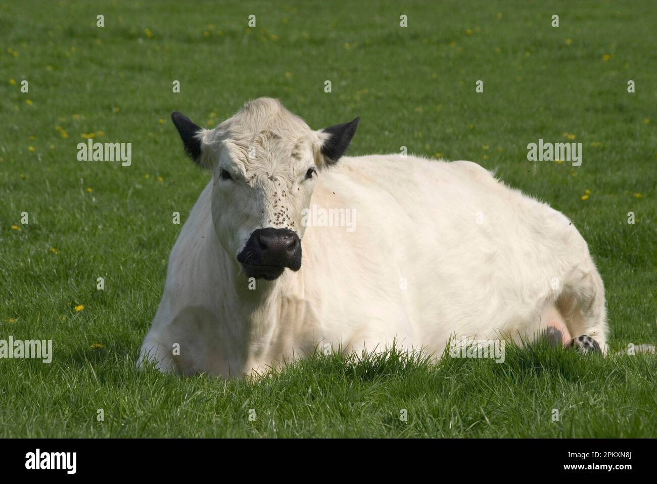 White park cow farming hi-res stock photography and images - Alamy