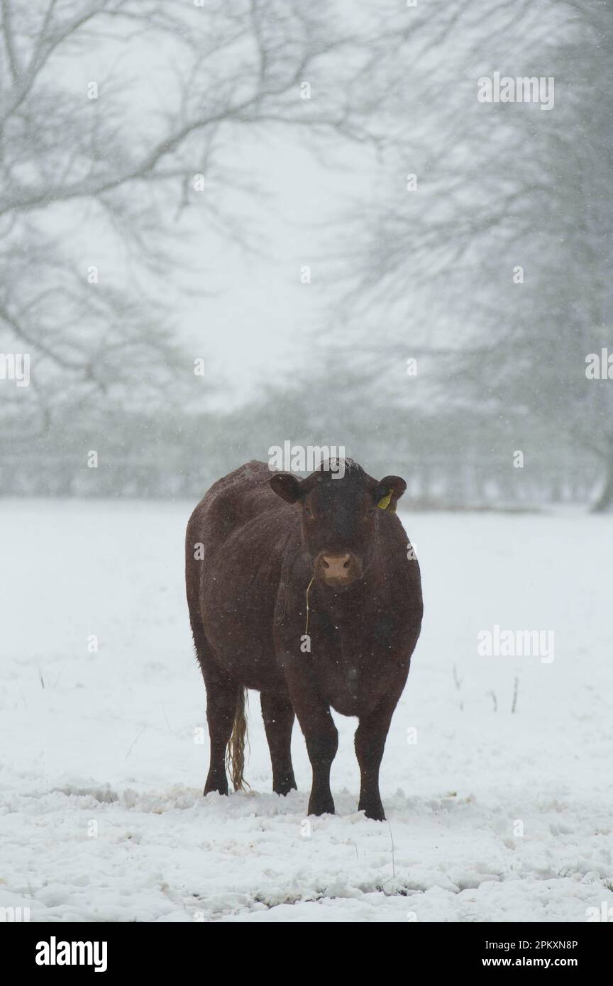 Domestic cattle, Sussex cow, feeding in the snow, North Downs, Kent ...