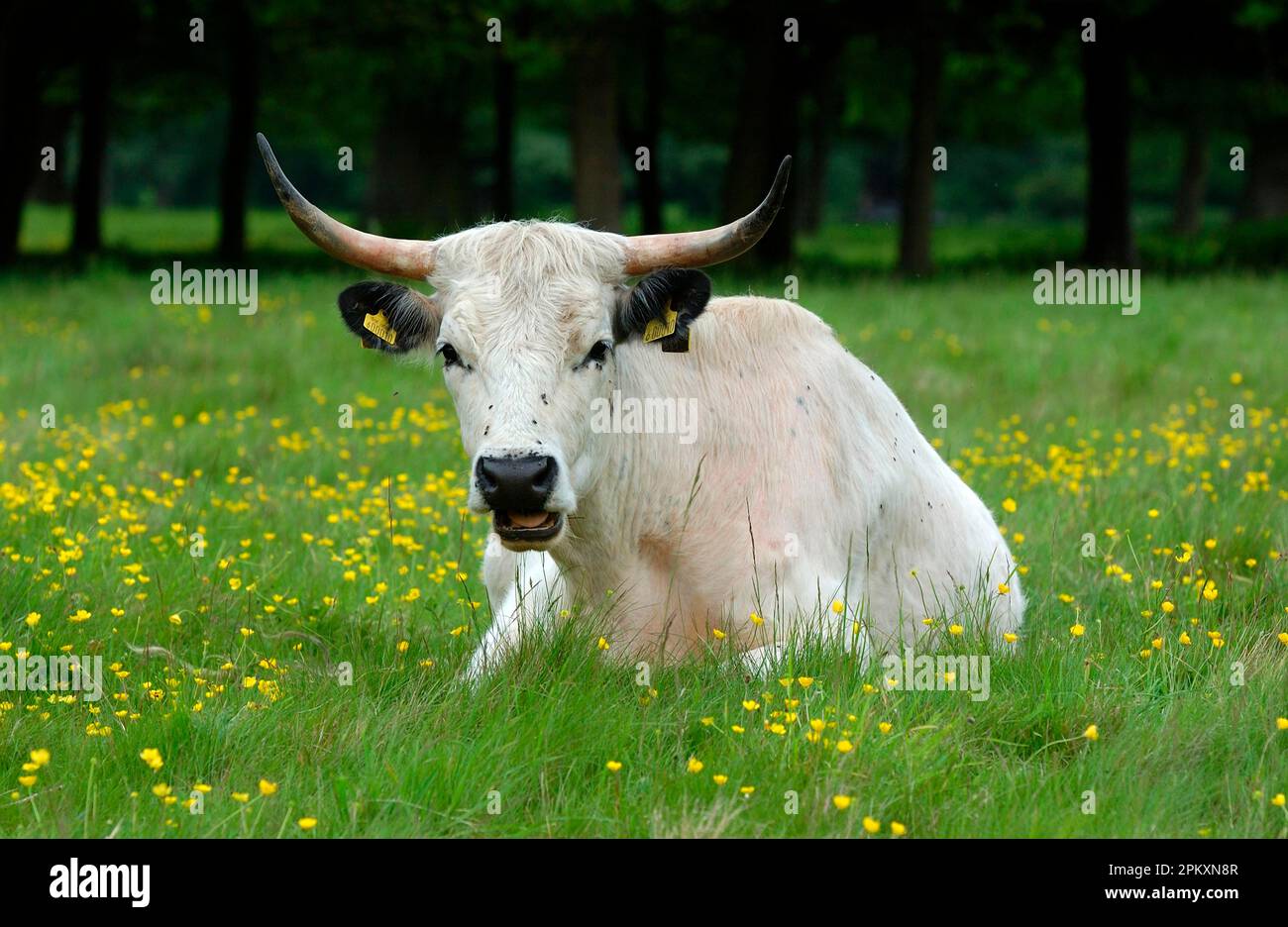 White Park Cattle, cow laying in field of buttercups, chewing cud ...