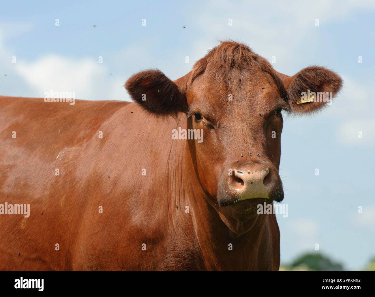 Domestic Cattle, Sussex cow, close-up of head, England, United Kingdom ...