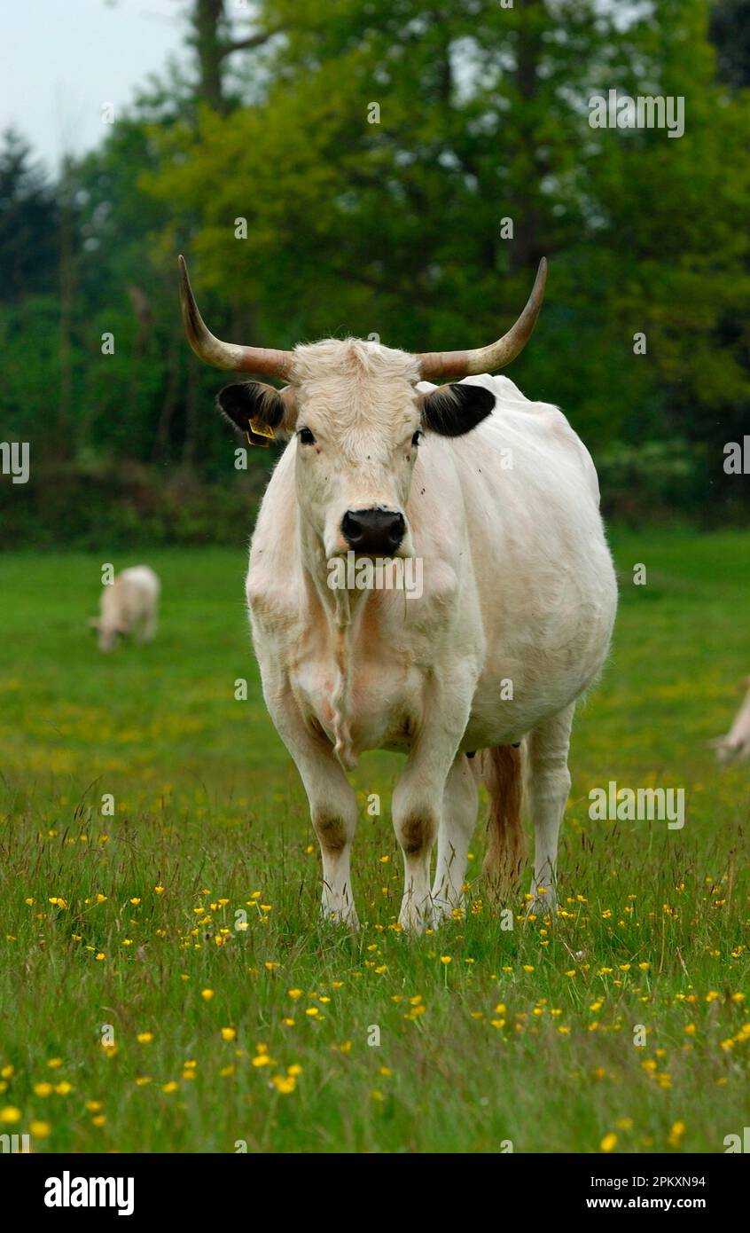 White Park Cattle, cow standing, Berkshire, England, United Kingdom ...