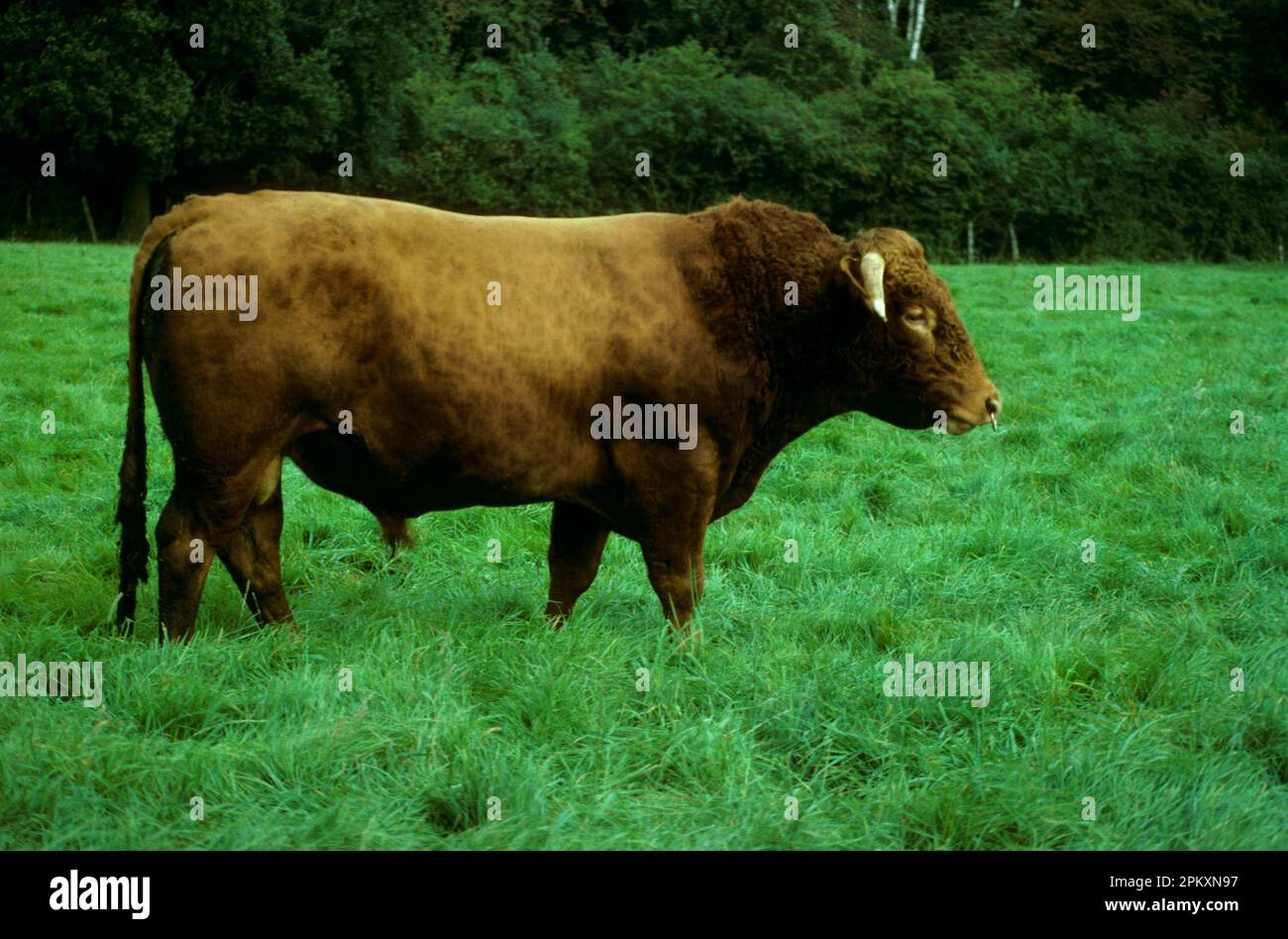 Cattle, South Devon bull standing on grass, ring in nose Stock Photo ...