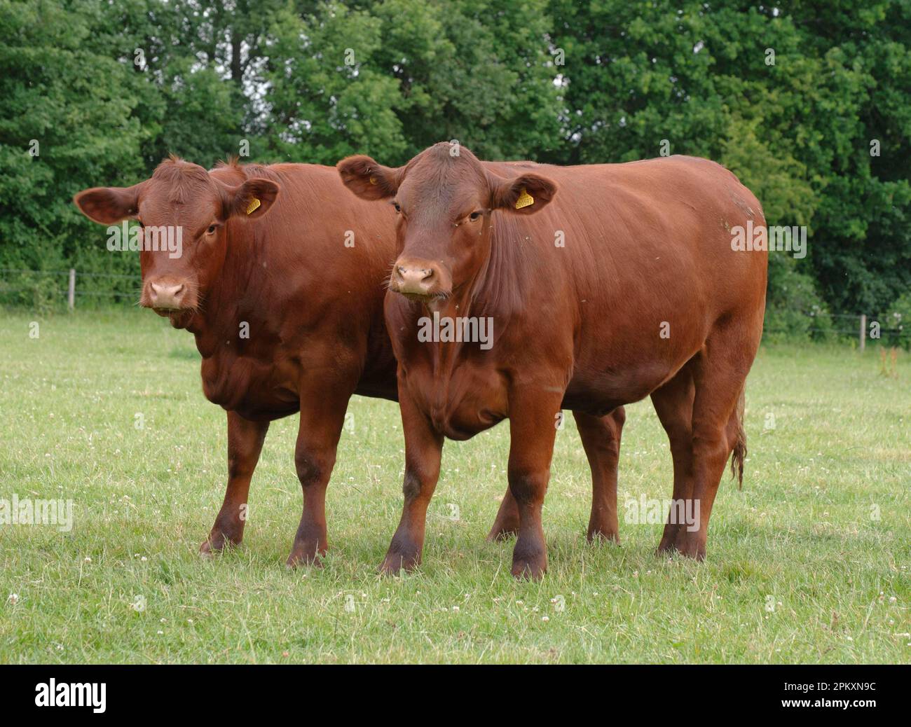 Domestic Cattle, Sussex cows, standing in pasture, England, United ...