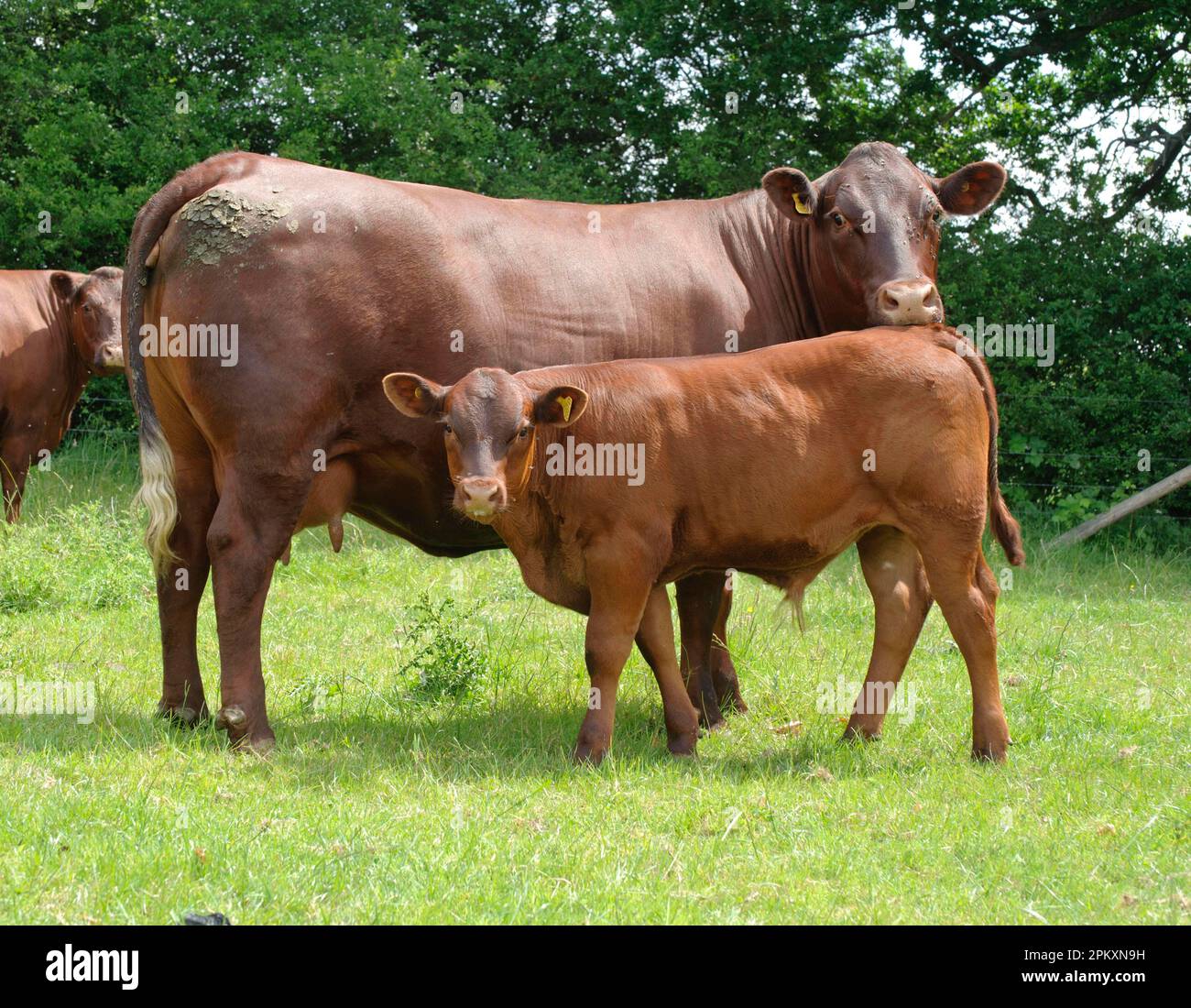 Domestic Cattle, Sussex cow with calf, standing in pasture, England ...