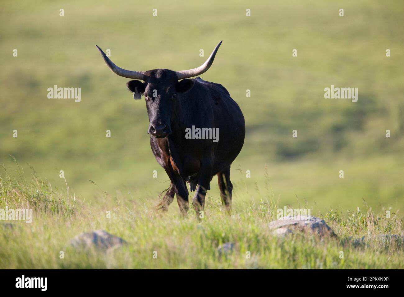 Domestic cattle, Texas Longhorn cattle, standing on prairie, Oakes ...