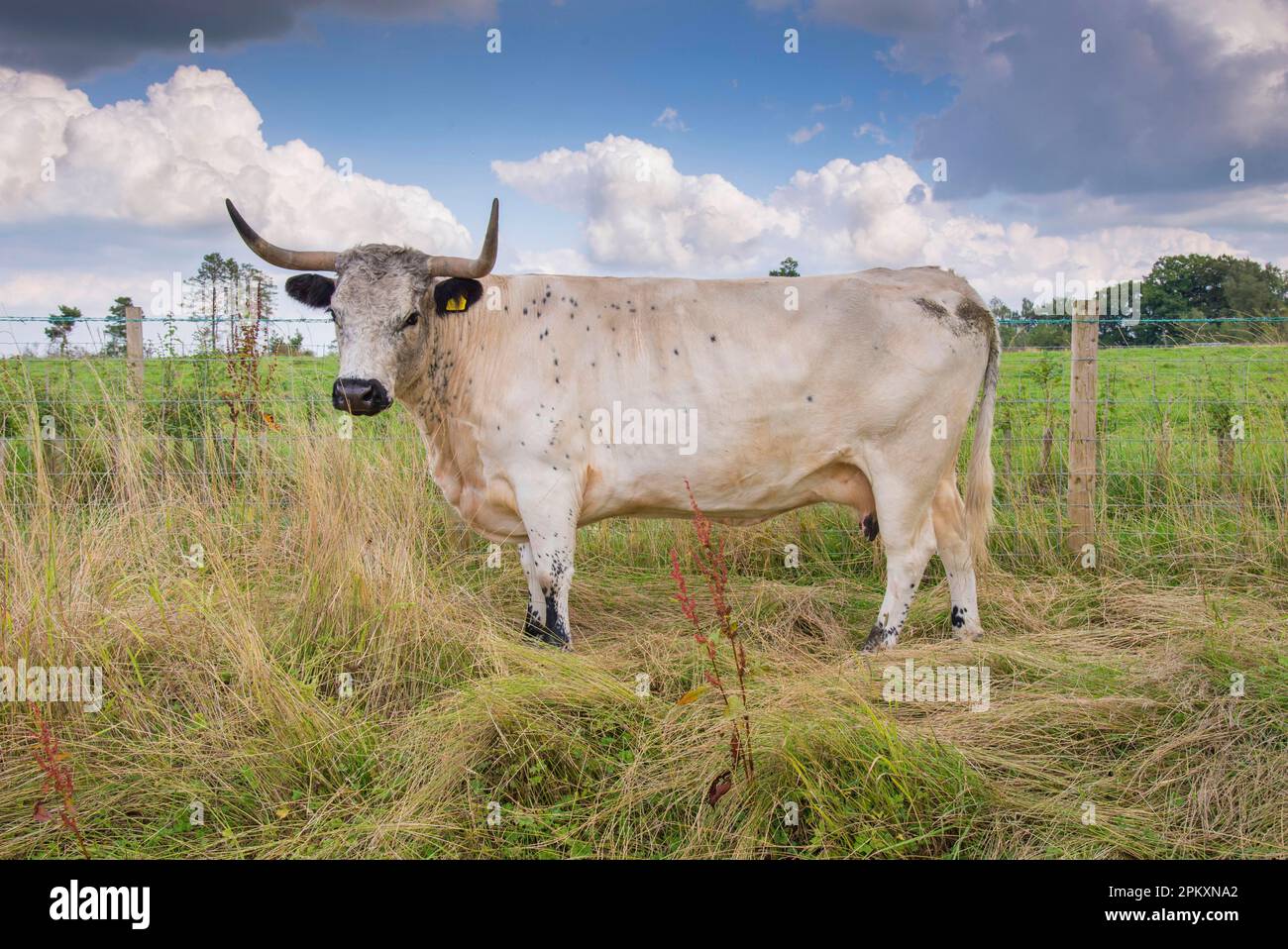 Domestic Cattle, White Park, cow, standing in restricted grazing on ...