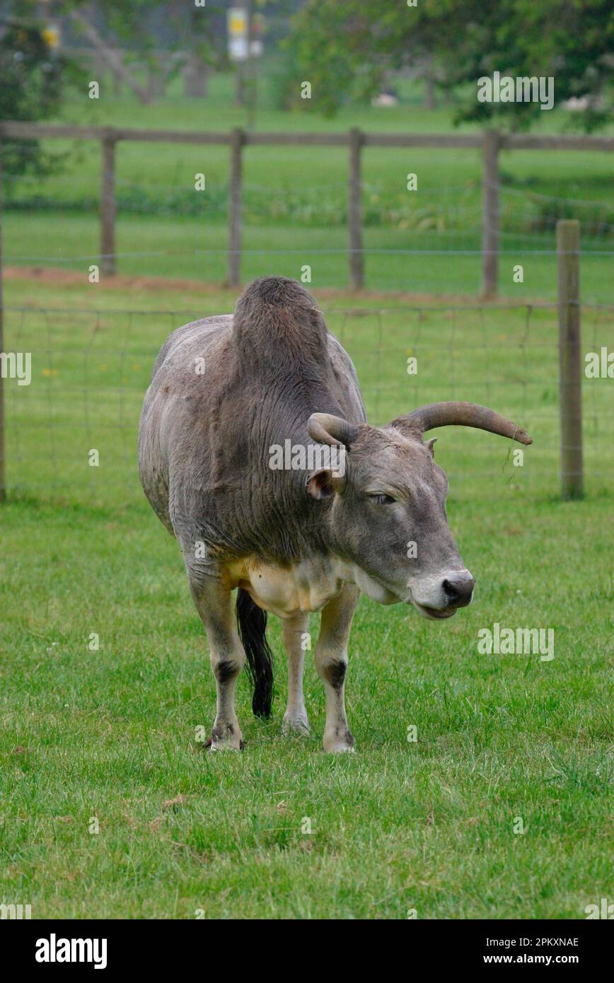 Brahma breed of zebu hi-res stock photography and images - Alamy