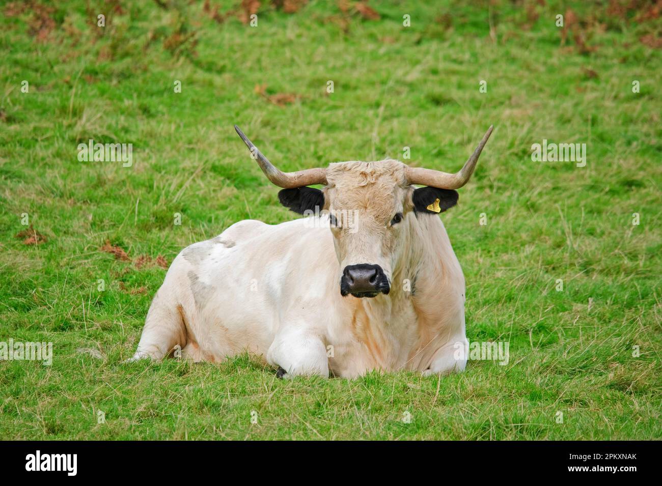 Domestic Cattle, White Park cow, laying in pasture, Llandeilo ...