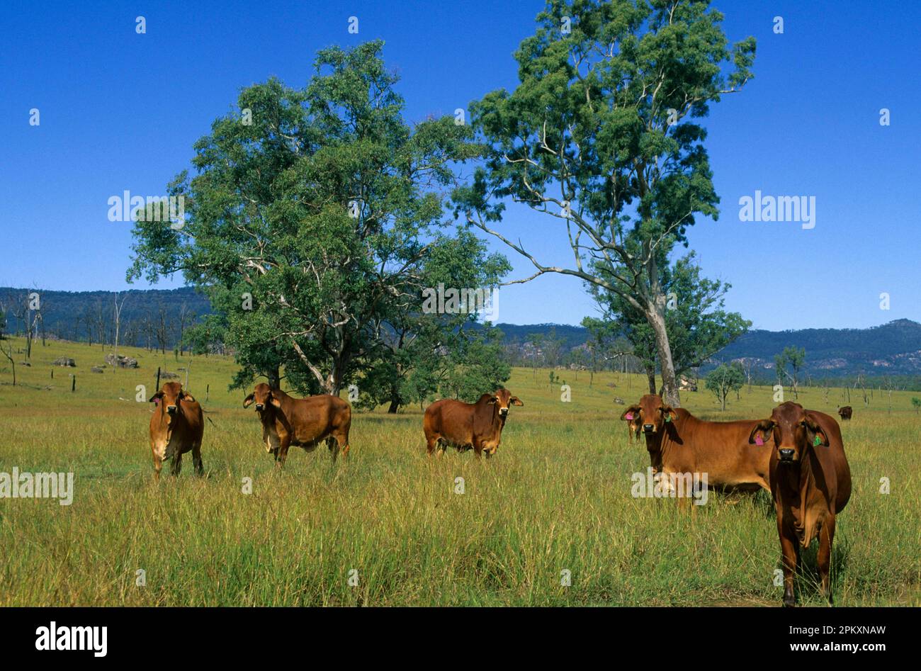 Queensland cattle hi-res stock photography and images - Alamy