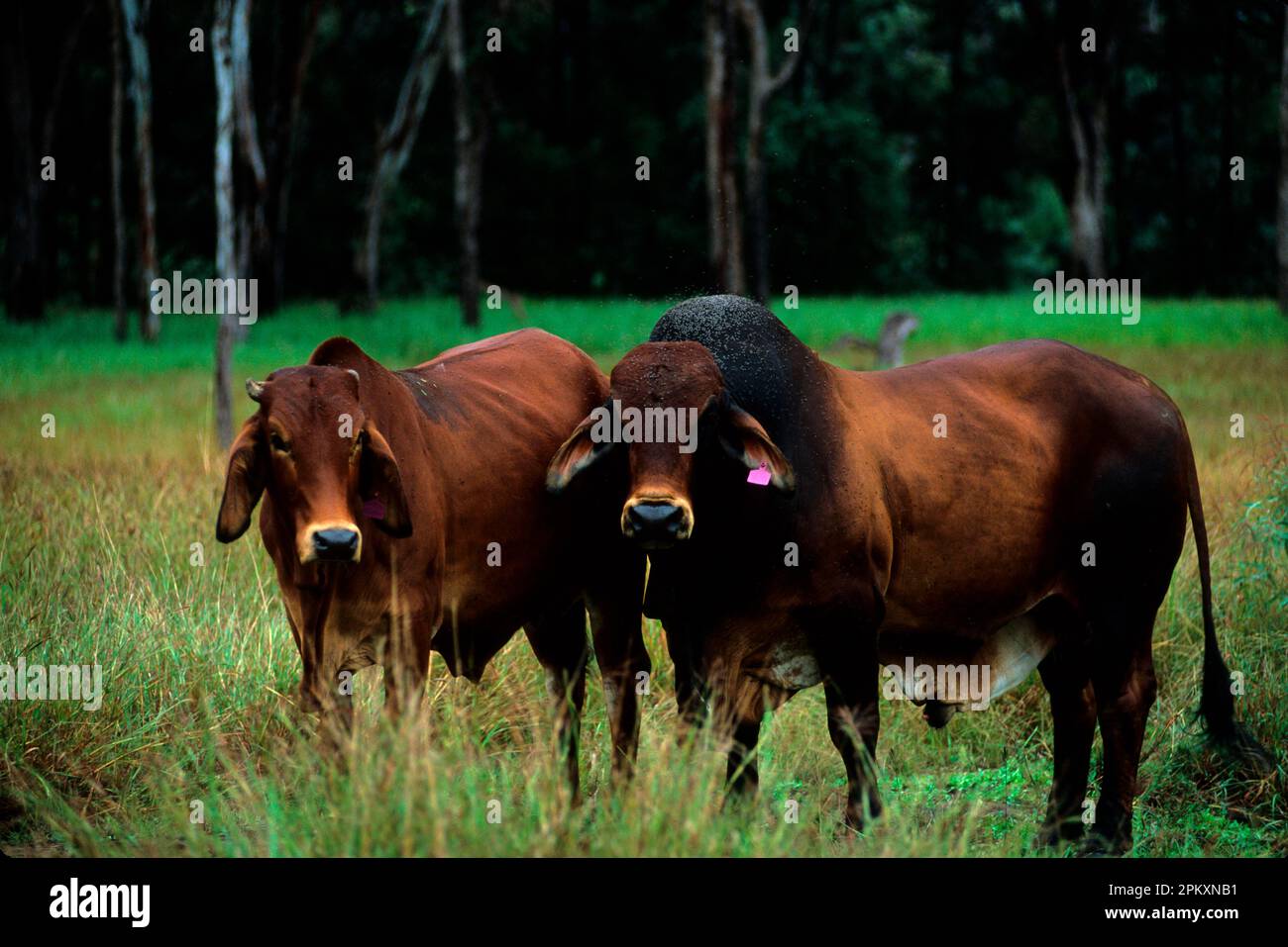 Zebu cattle, bull and cow, domestic cattle, Queensland, Australia Stock ...