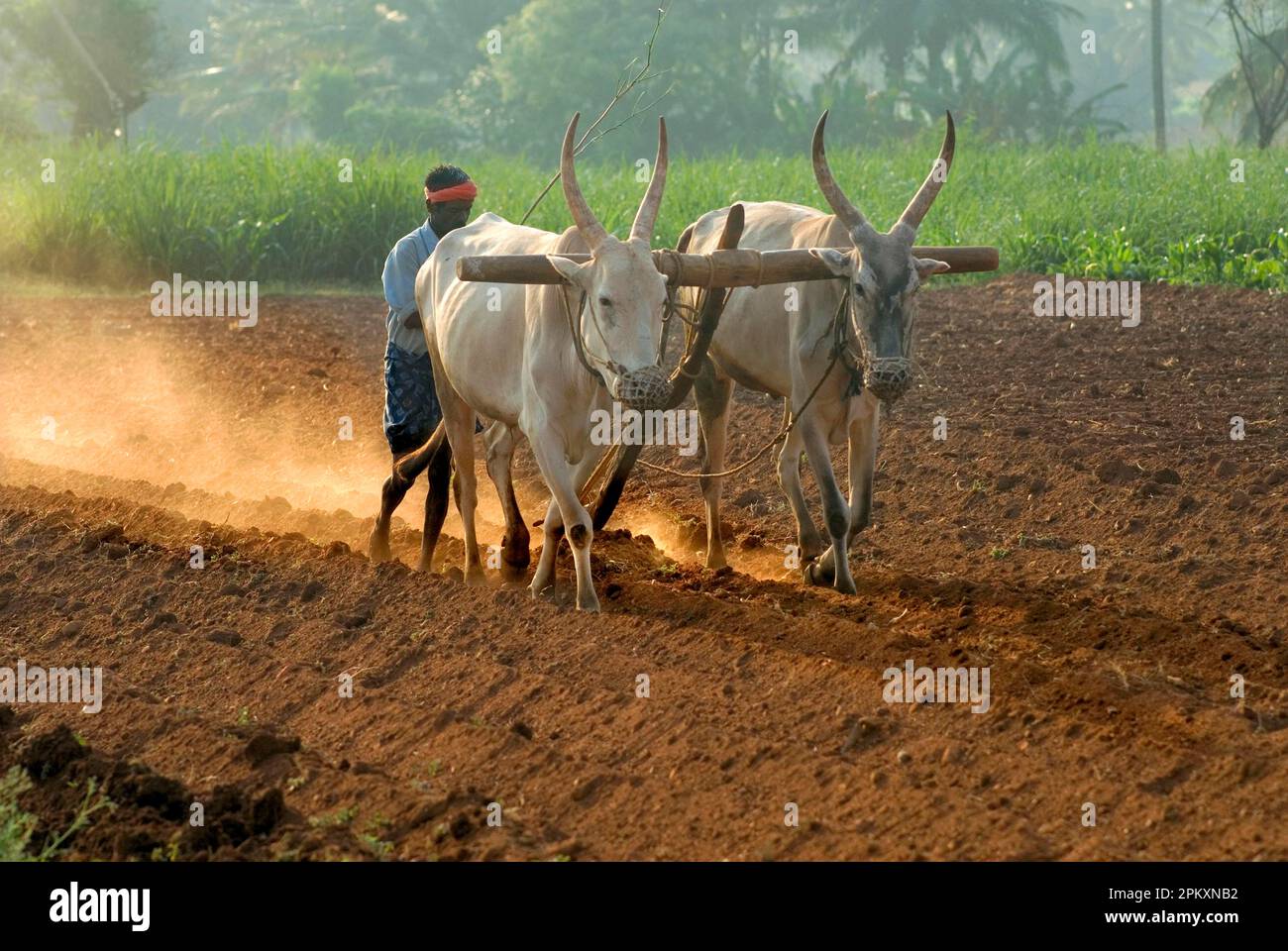 Domestic cattle, brahma cattle (Bos indicus) two oxen, ploughing field ...