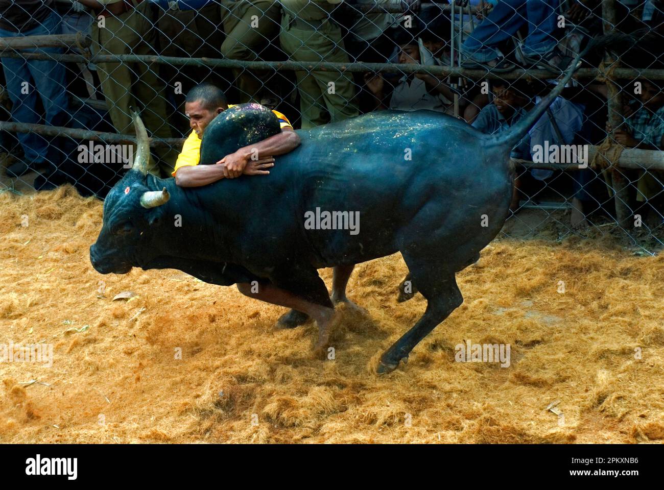 Domestic Cattle Brahma Cattle Bos Indicus Bull With A Man Holding On To The Hump During The