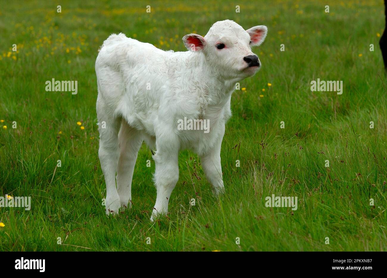White Park Cattle, calf standing, Berkshire, England, United Kingdom ...