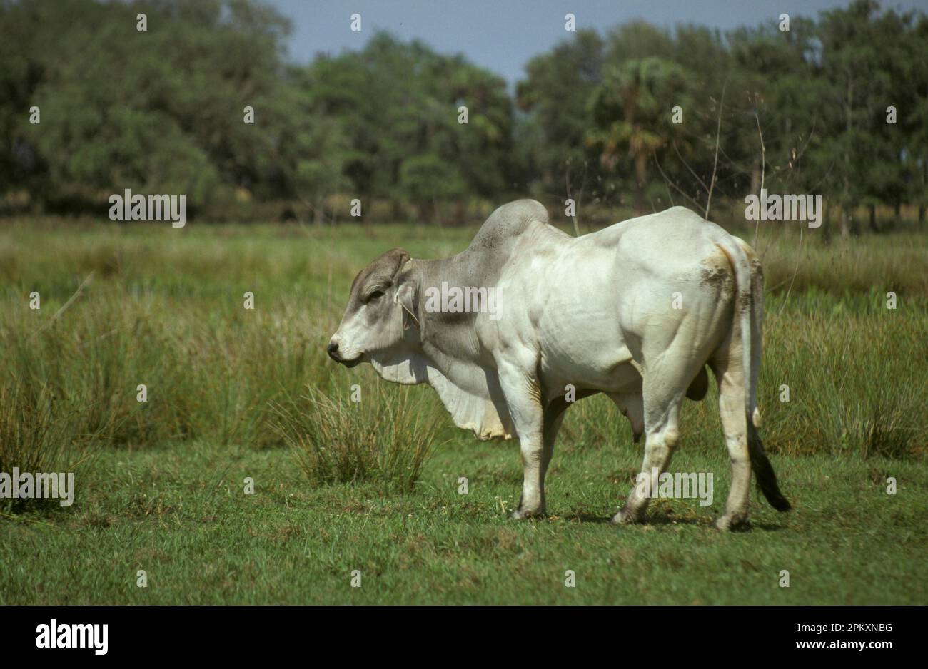 Braham bull hi-res stock photography and images - Alamy