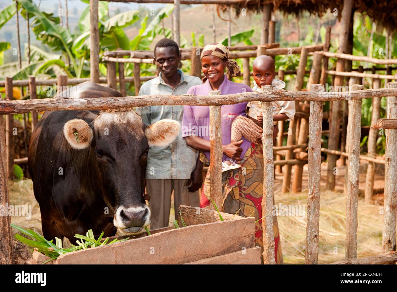Family stands next to Jersey cow donated by milk supply charity, Rwanda ...