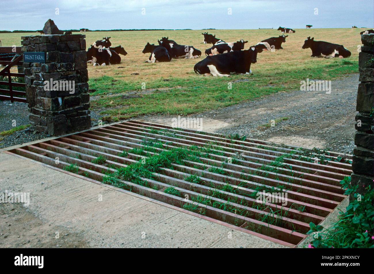 Cattle breeding, cattle grid in the gate, cattle in the field Stock ...