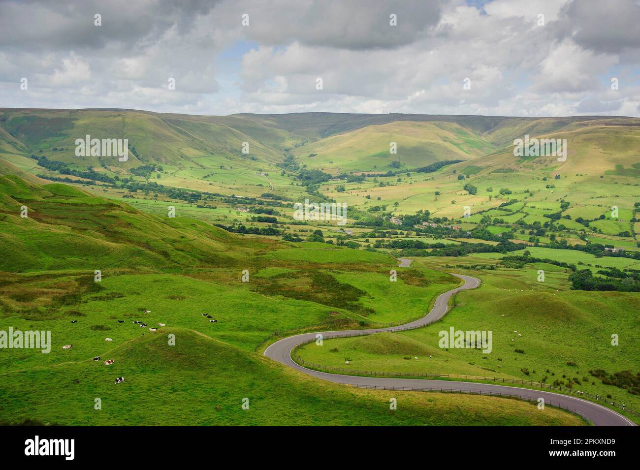 View of winding road through pasture with cattle, Vale of Edale, Edale ...