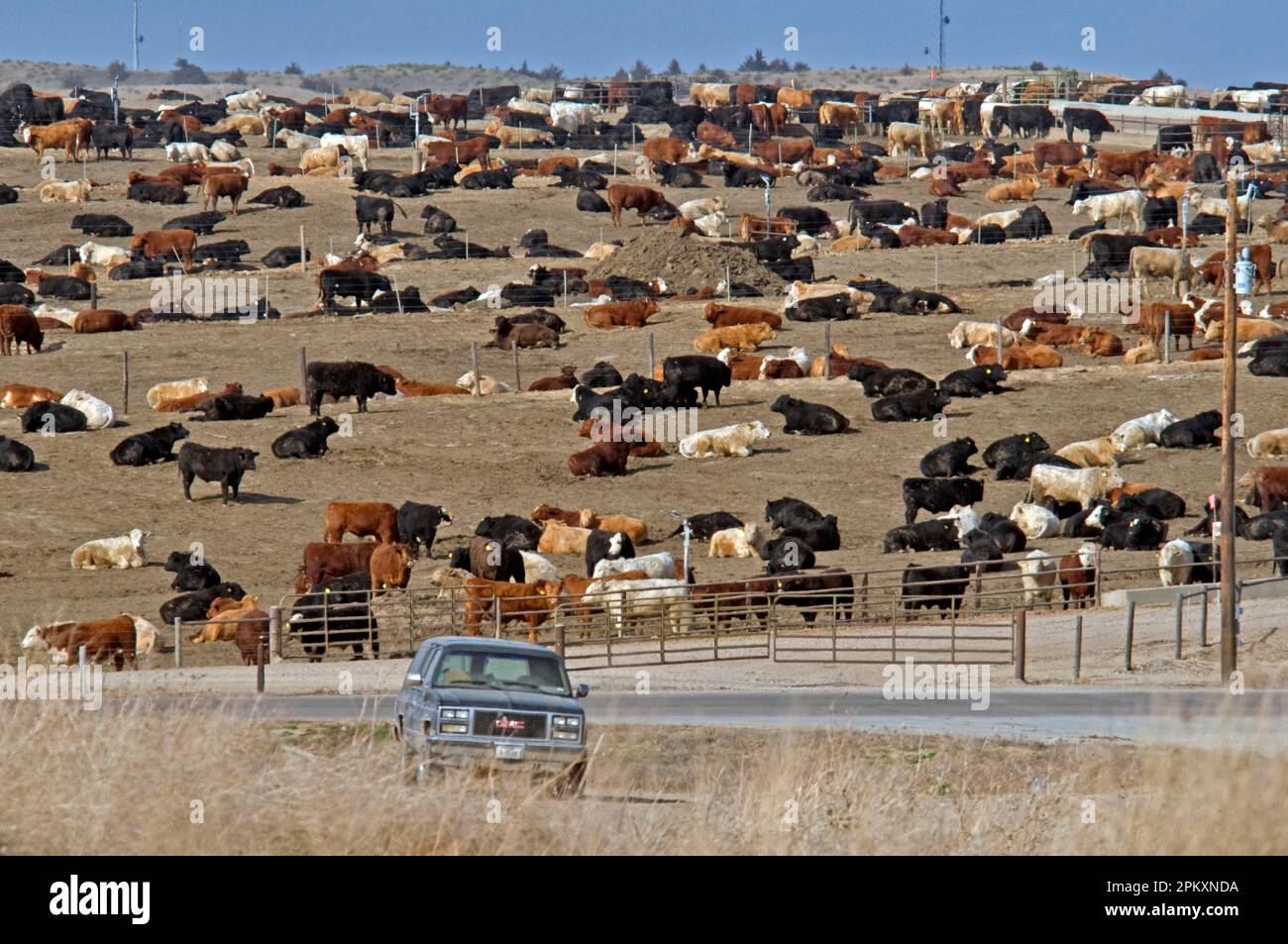 Cattle feedlot america hi-res stock photography and images - Alamy