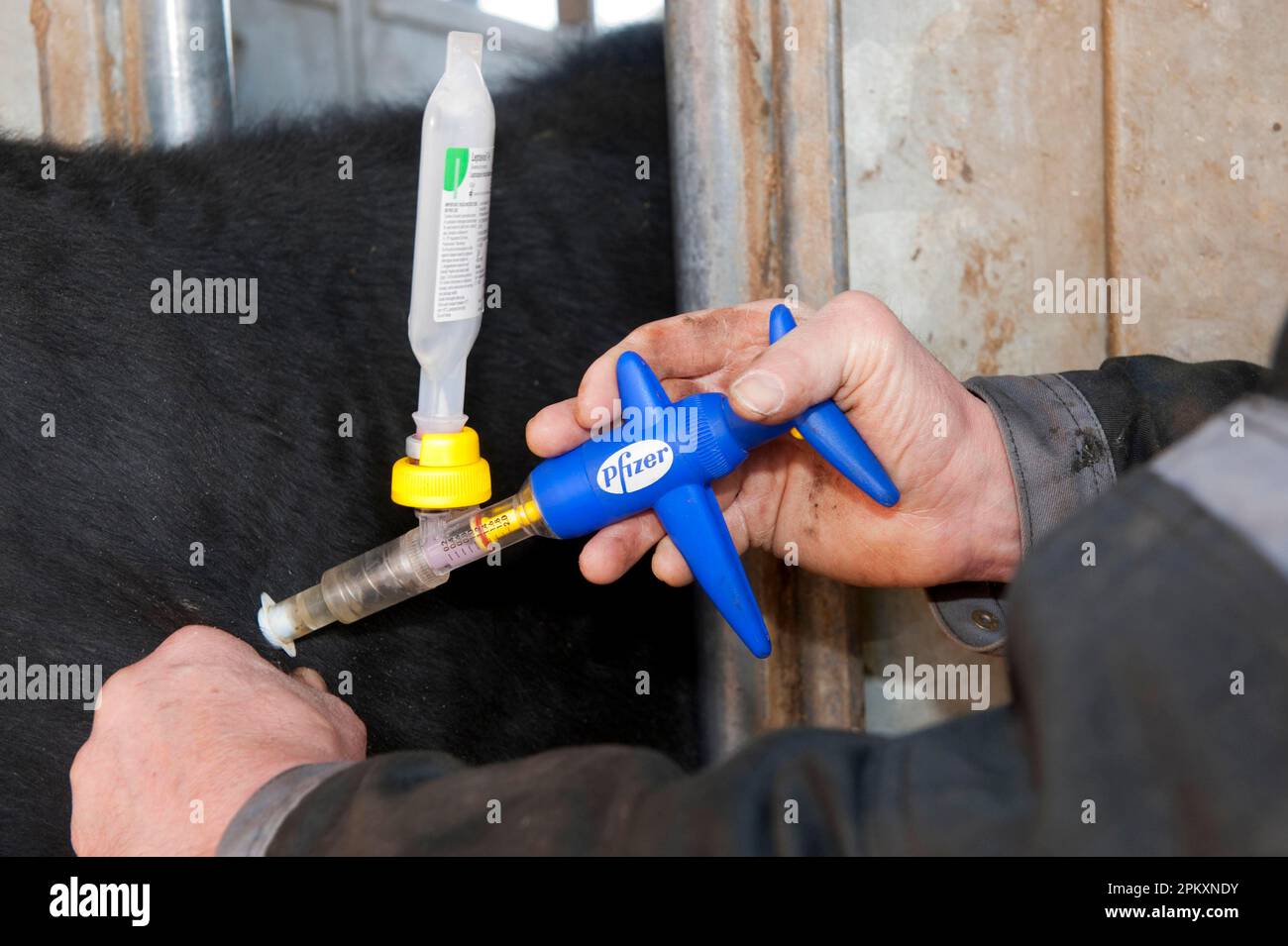 Farmer vaccinating cow with vaccine against leptospira, bacterial ...
