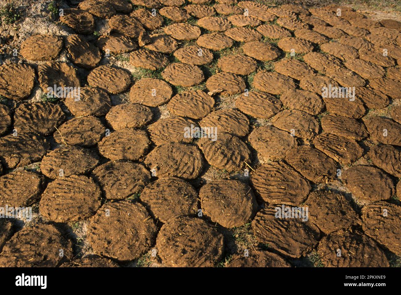 Drying cow dung used as fuel, northwest India Stock Photo - Alamy