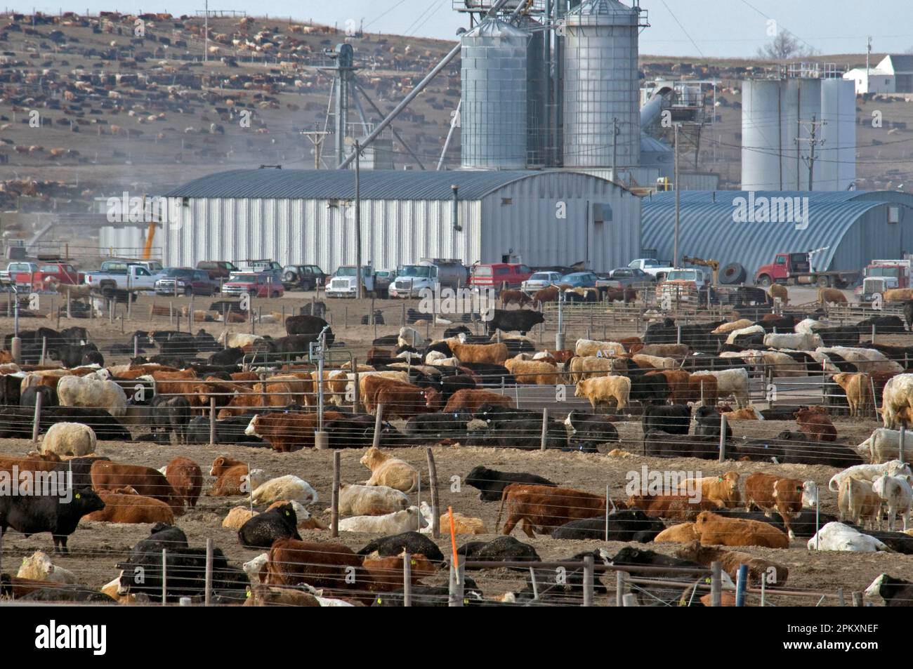 Cattle feedlot america hi-res stock photography and images - Alamy