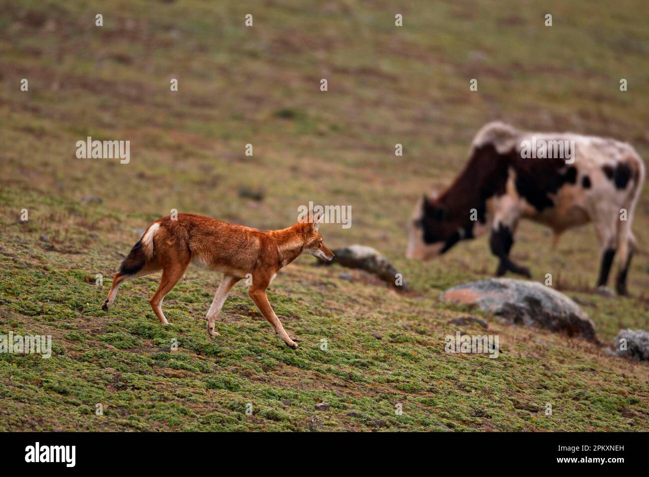 Ethiopian ethiopian wolf (Canis simensis), adult, migrating on ...