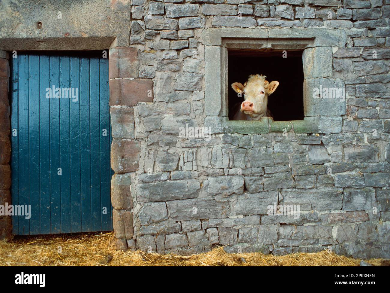 Cow looking through the window of a stone cow shed, Yorkshire Dales ...