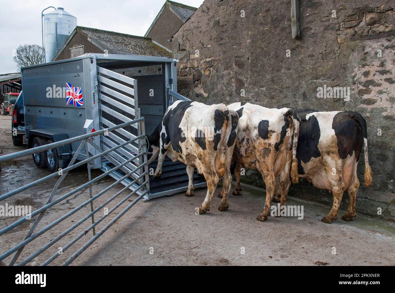 Cattle farming, loading cull dairy cows onto livestock trailer, Barton ...