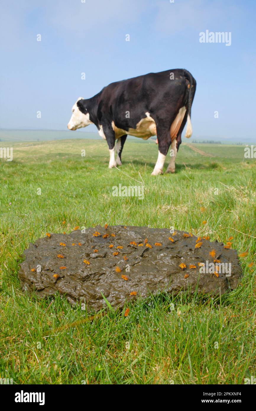 Cow excretion hi-res stock photography and images - Alamy