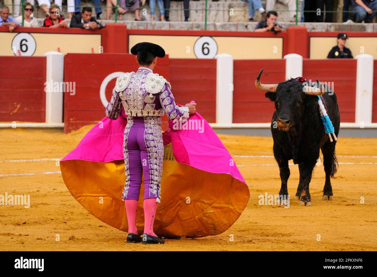 Bullfight, matador with cape, fighting bull impaled with banderillas in ...