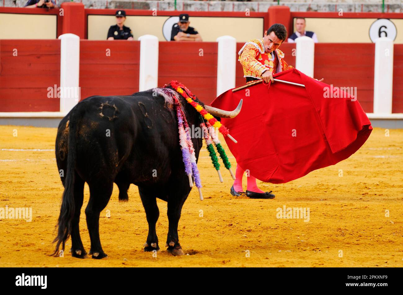 Bullfight, matador with muleta and sword, fighting bull impaled with ...