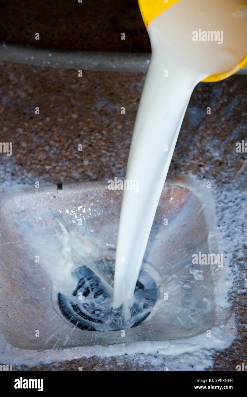 Dairy farming, pouring waste milk down drain, England, United Kingdom ...