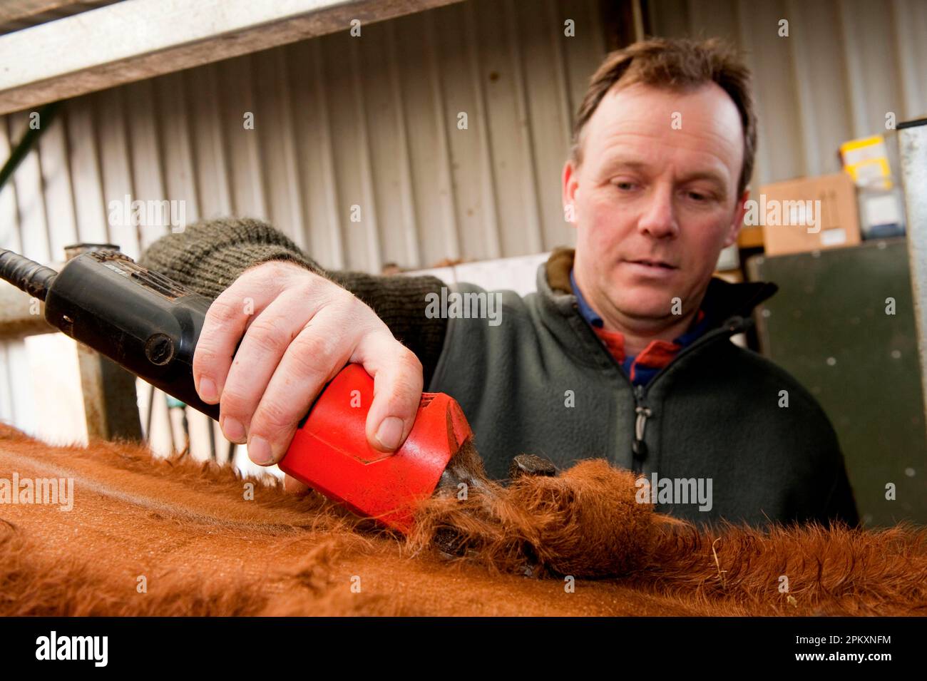 Farmer trimming hair off cattle, to keep them clean and healthy ...