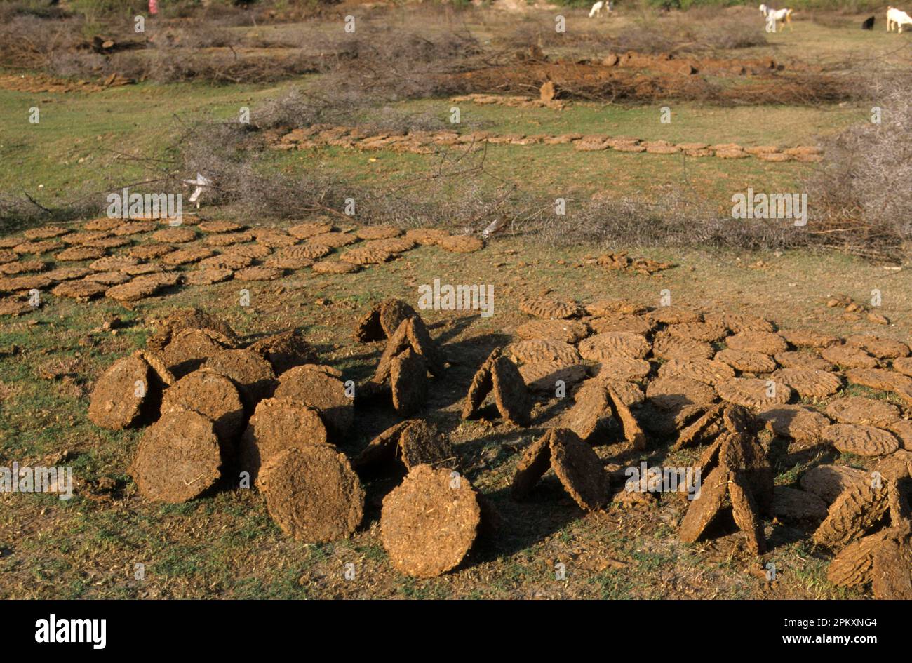 Drying cow dung used as fuel, northwest India Stock Photo - Alamy