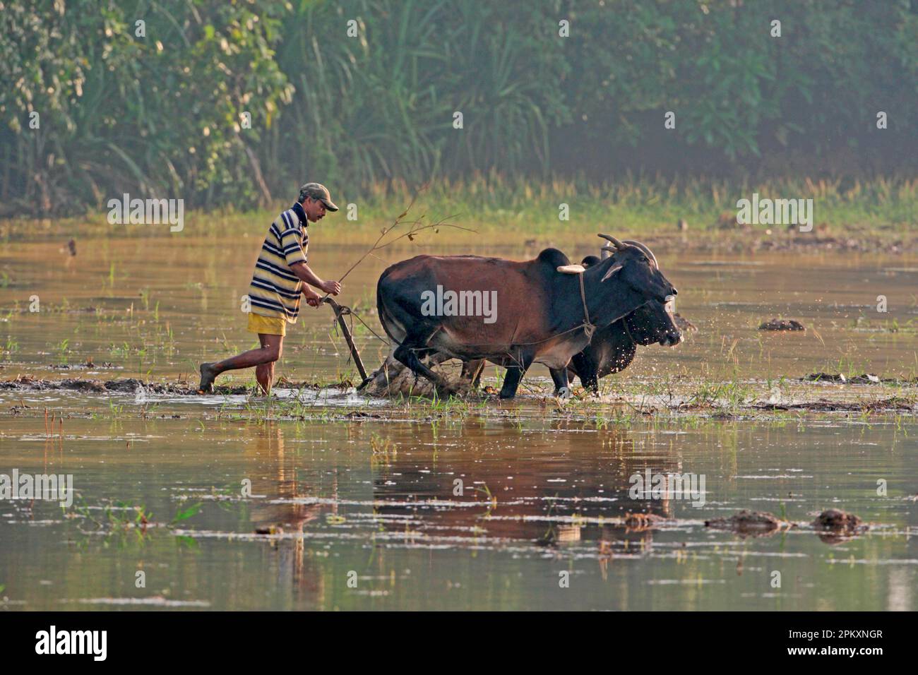 Asian rice (Oryza sativa), worker in rice field, ploughing with oxen ...